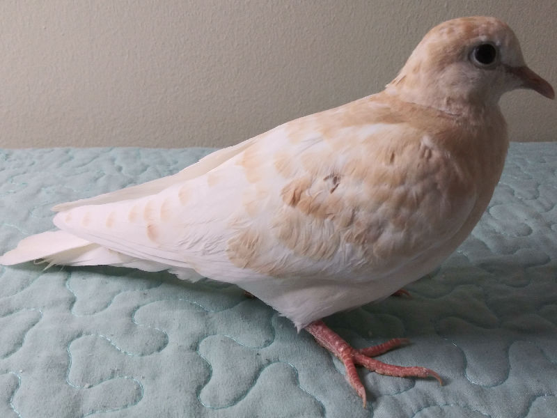 The Peach Ringneck Dove for Sale - Doves World™